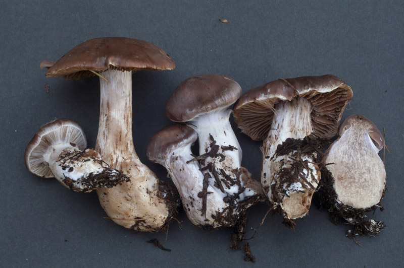 Cortinarius