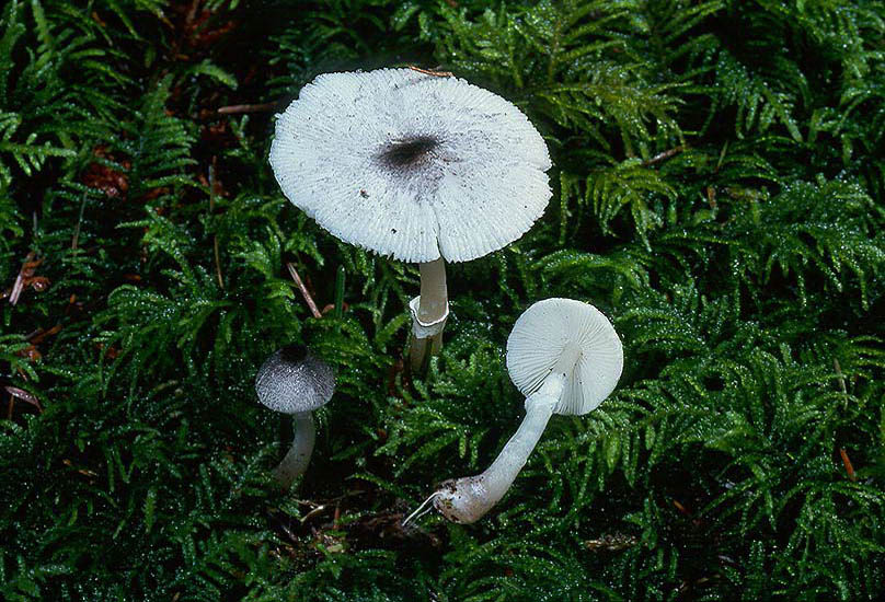 Lepiota