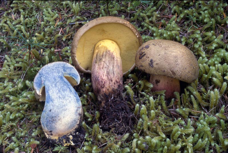 Boletes