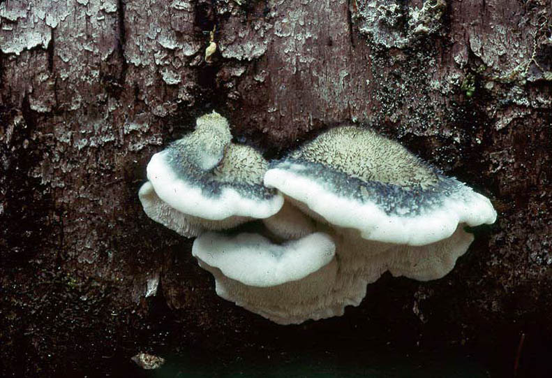 Polypores