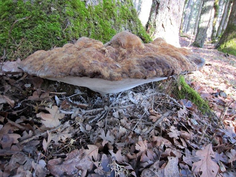 Polypores