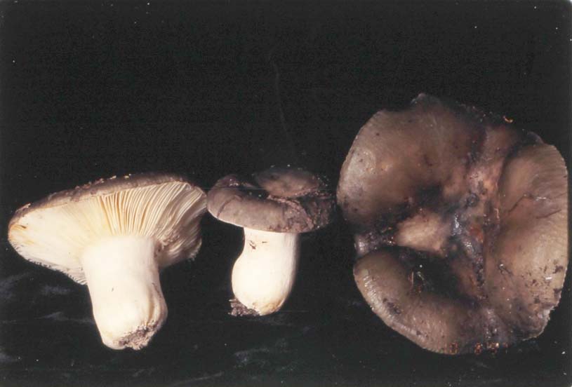 Russula