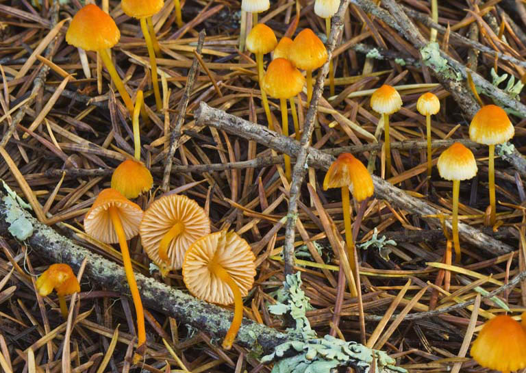 Mycenaceae